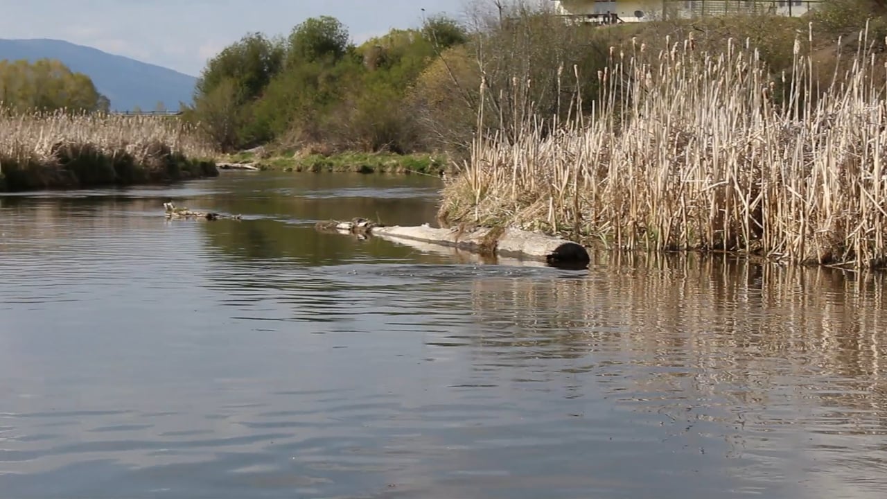 Quick-Secrets-to-Catching-Difficult-Rising-Trout